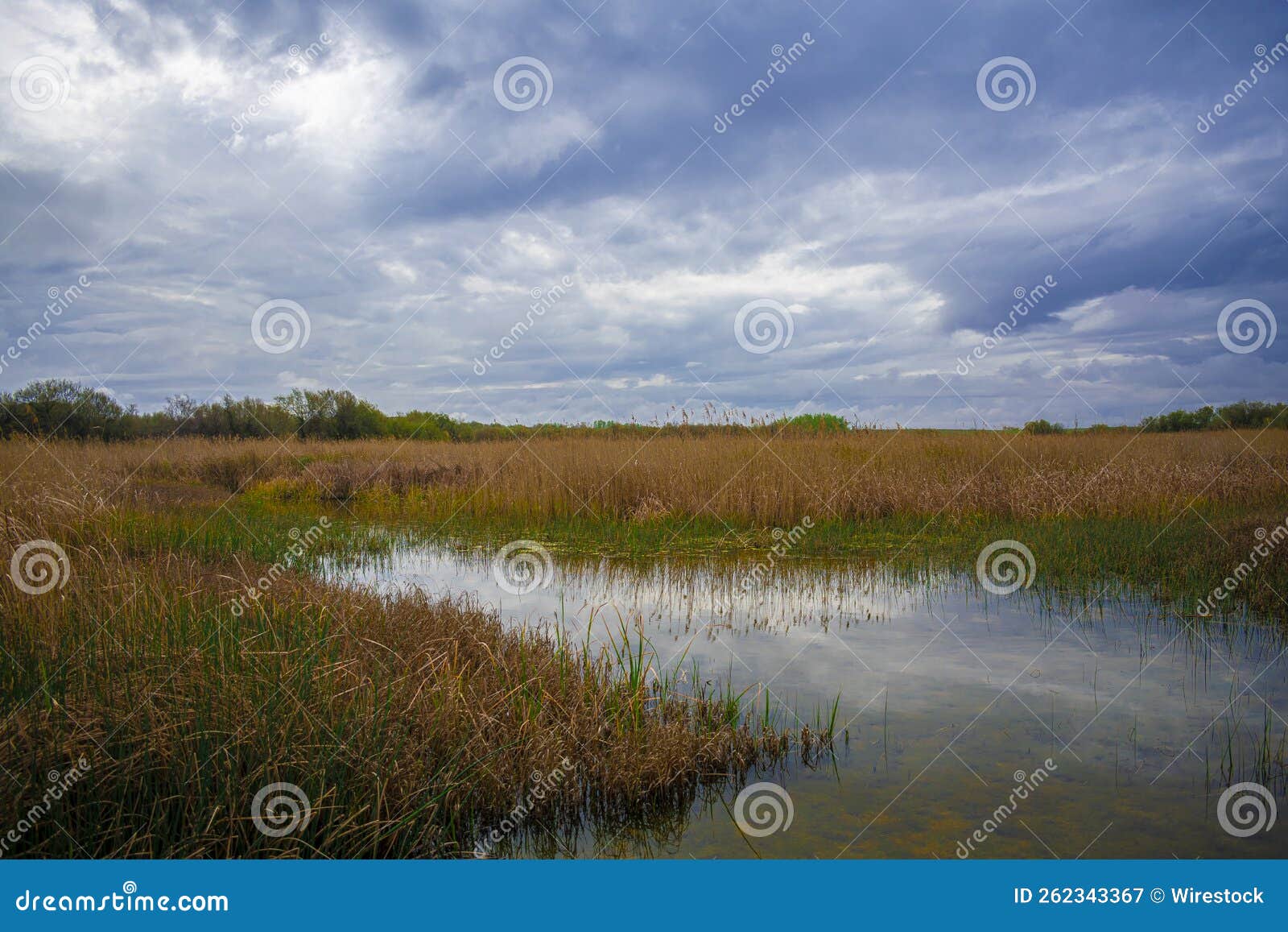 Horizontal Image of a Marsh with Dry Cordgrass in Cloudy Weather Stock ...