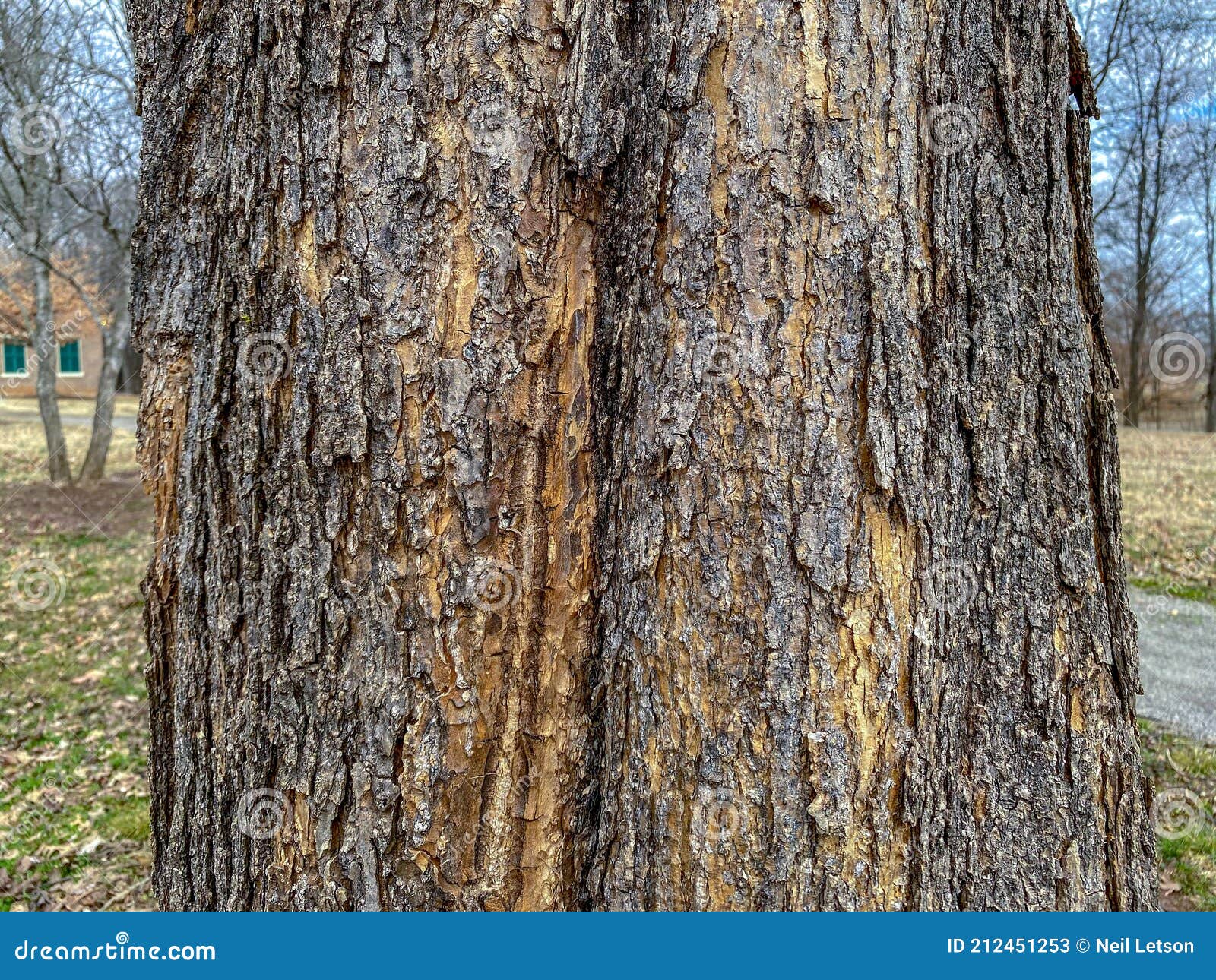 Tree Identification: Northern Catalpa. Catalpa Speciousa Stock Image ...