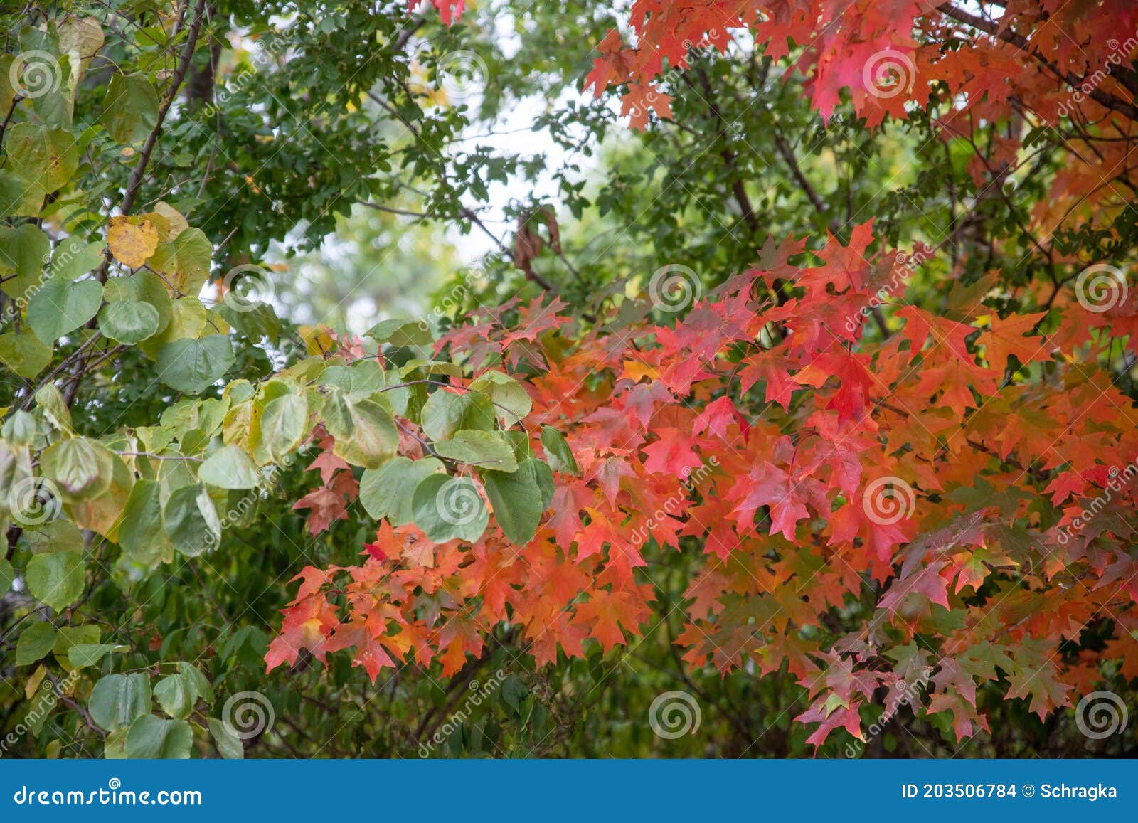 Horizontal Image of Red, Orange and Green Fall Leaves Stock Photo ...