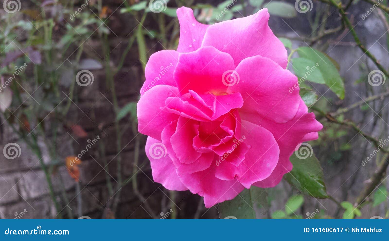 Horizontal Image of a Red Rose on a Rosebush Stock Image - Image of ...