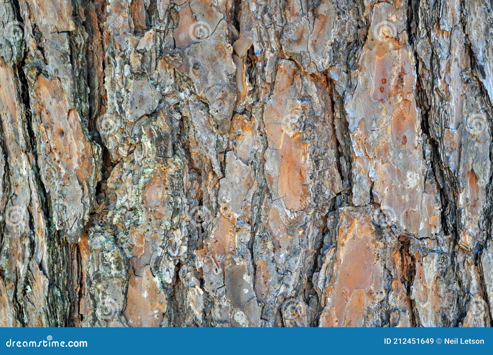 Tree Identification: Shortleaf Pine. Pinus Echinata Stock Image - Image ...