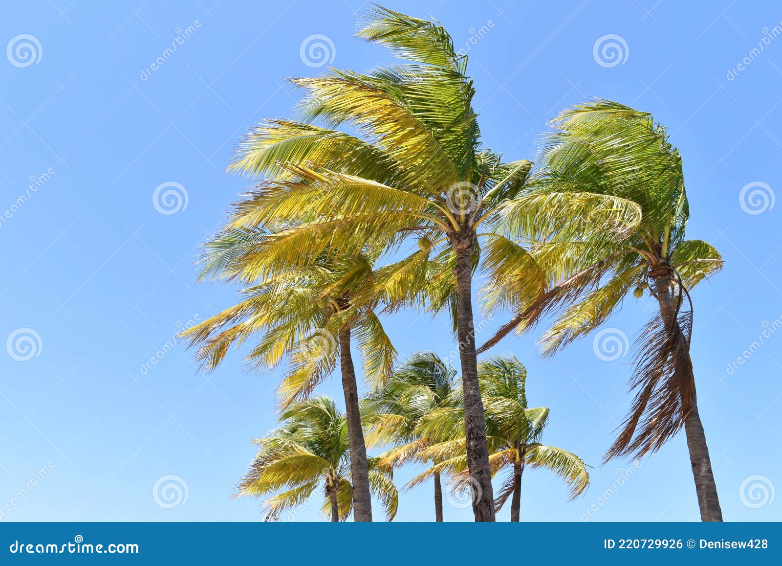 Horizontal Image of Wind Blowing through Palm Trees Against a Clear ...