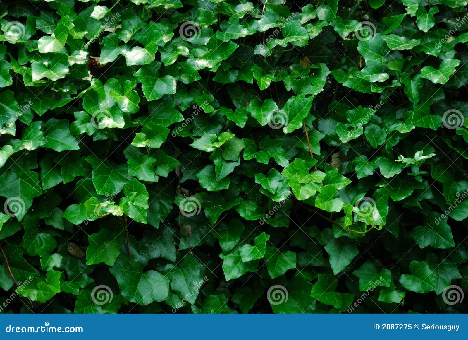 Horizontal Ivy Background stock image. Image of lush, leaf - 2087275