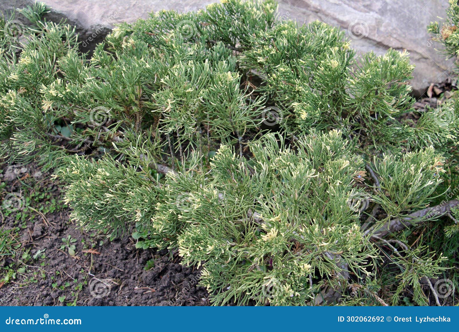 Horizontal Juniper (Juniperus Horizontalis) is Used in Landscape Design ...