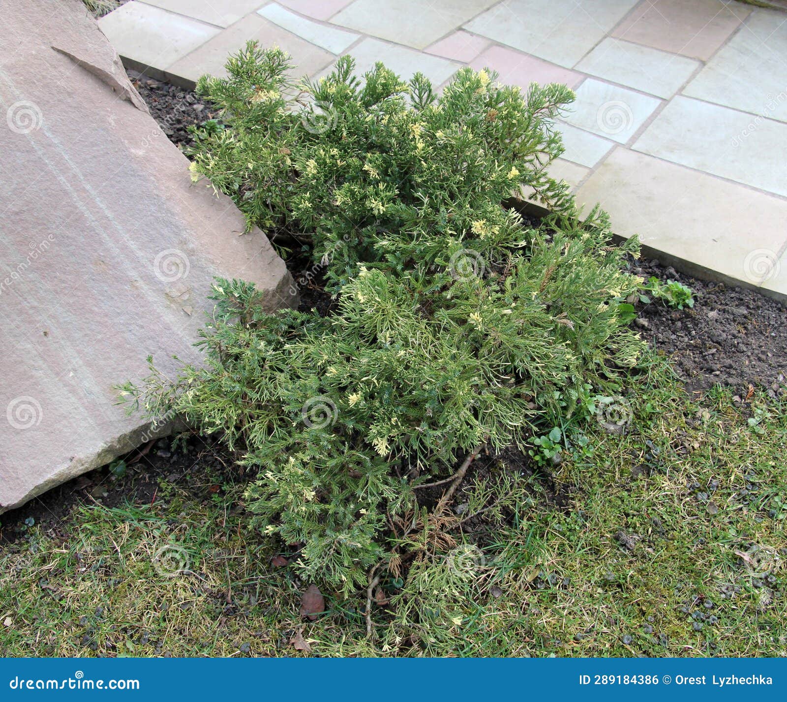 Horizontal Juniper (Juniperus Horizontalis) is Used in Landscape Design ...