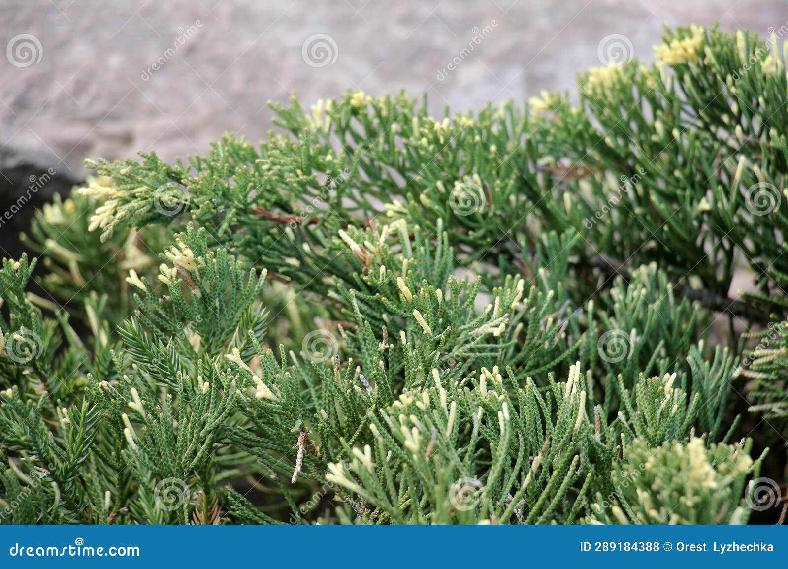 Horizontal Juniper (Juniperus Horizontalis) is Used in Landscape Design ...