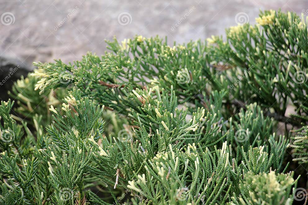 Horizontal Juniper (Juniperus Horizontalis) is Used in Landscape Design ...