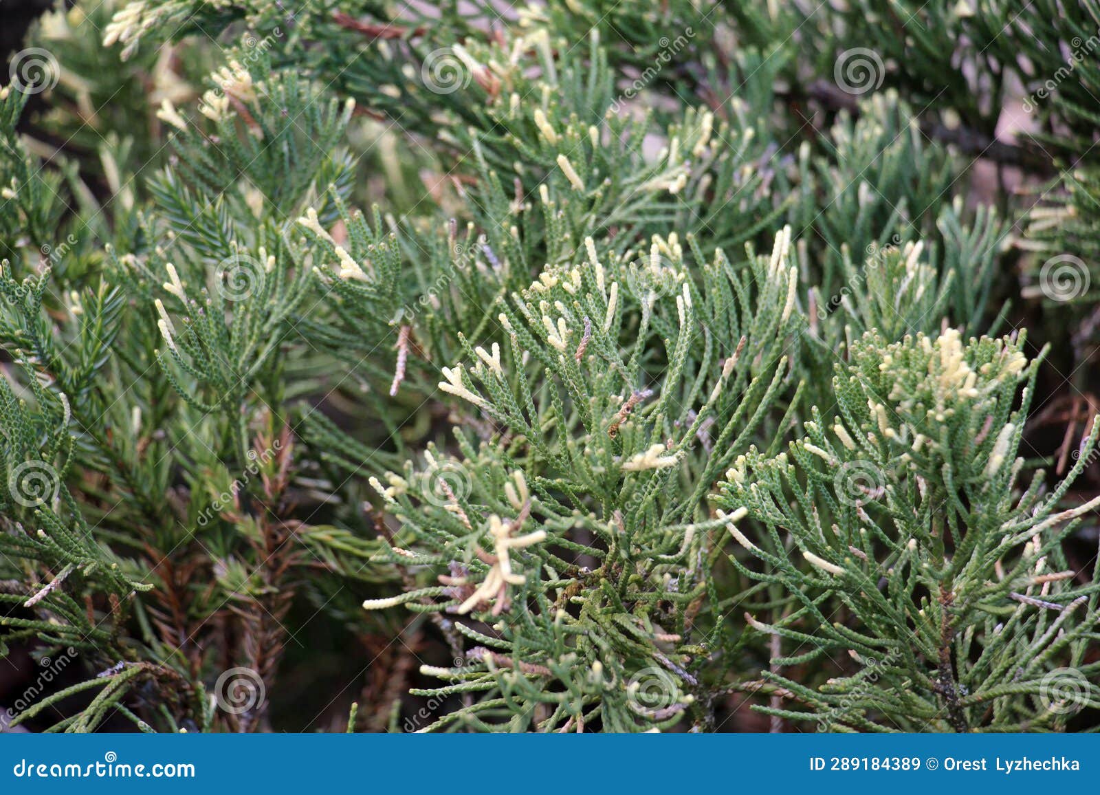 Horizontal Juniper (Juniperus Horizontalis) is Used in Landscape Design ...
