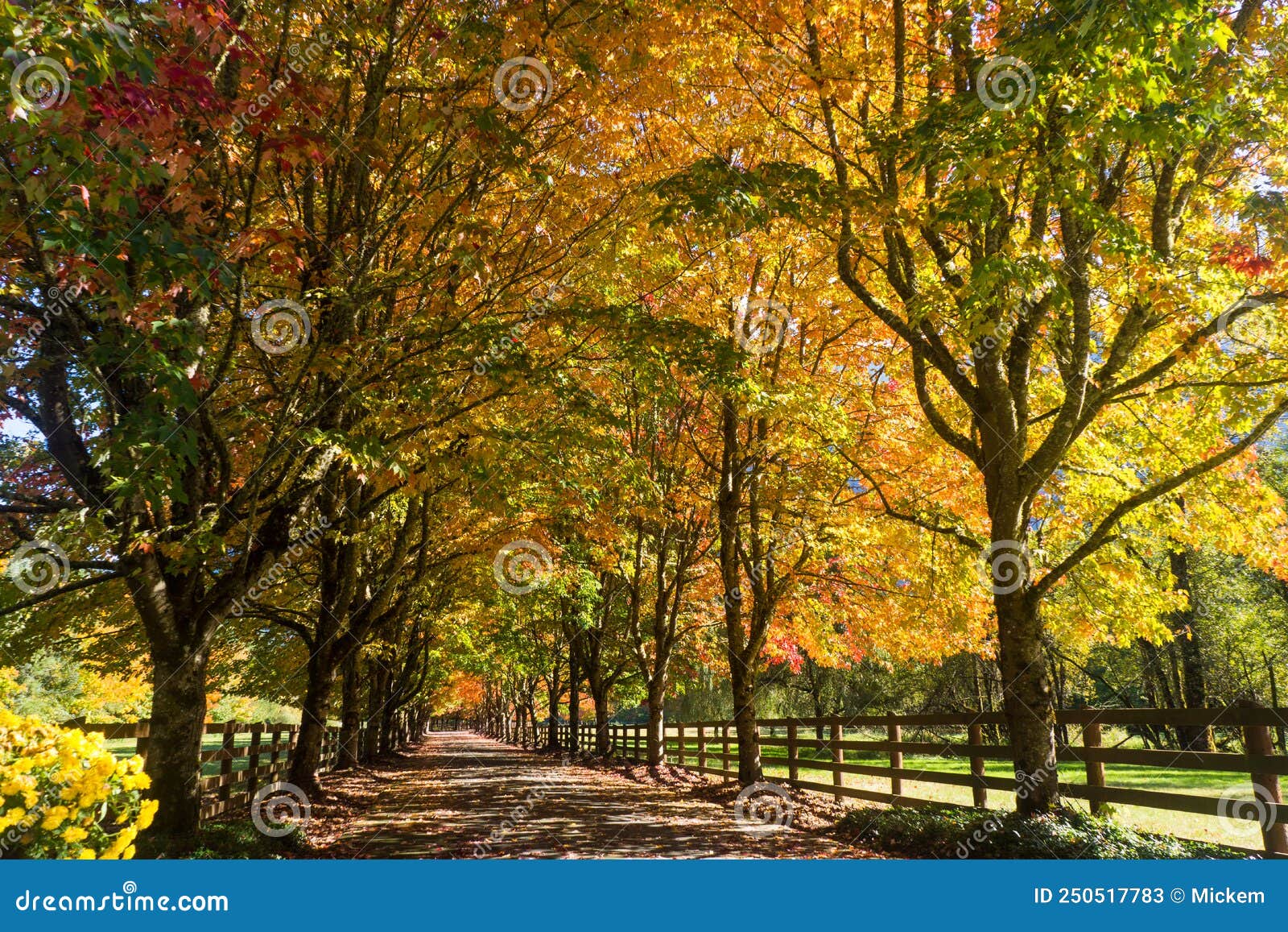 Country Rural Lane Fall Colors Shadow Pattern Stock Image - Image of ...