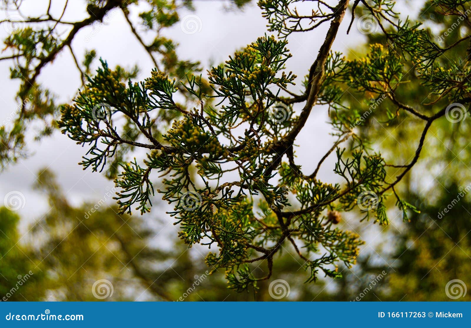 Close Up Evergreen Tree Branch with Blur Background Stock Image - Image ...