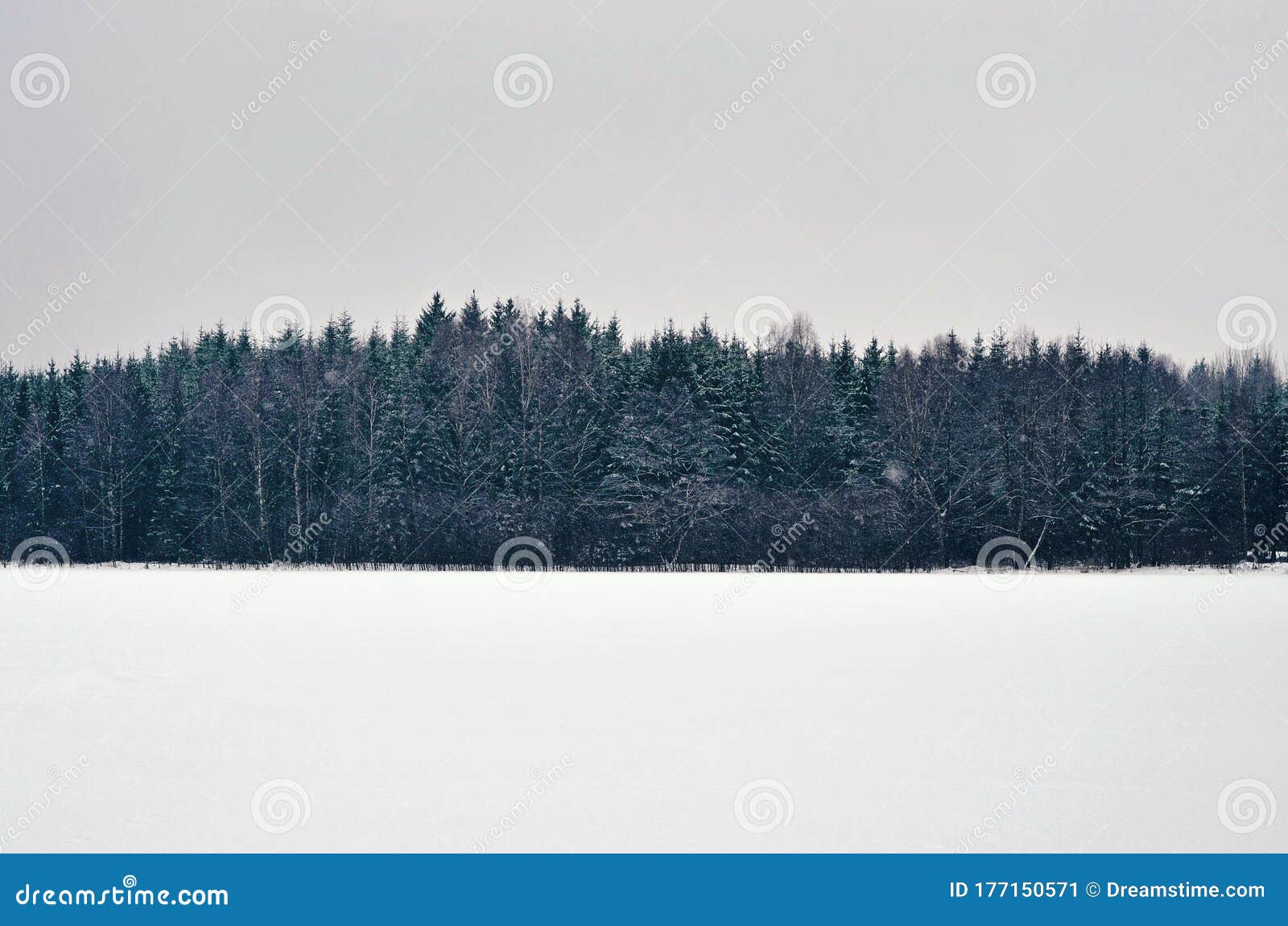 A Horizontal Line of Forest in Winter Stock Image - Image of snow, lake ...