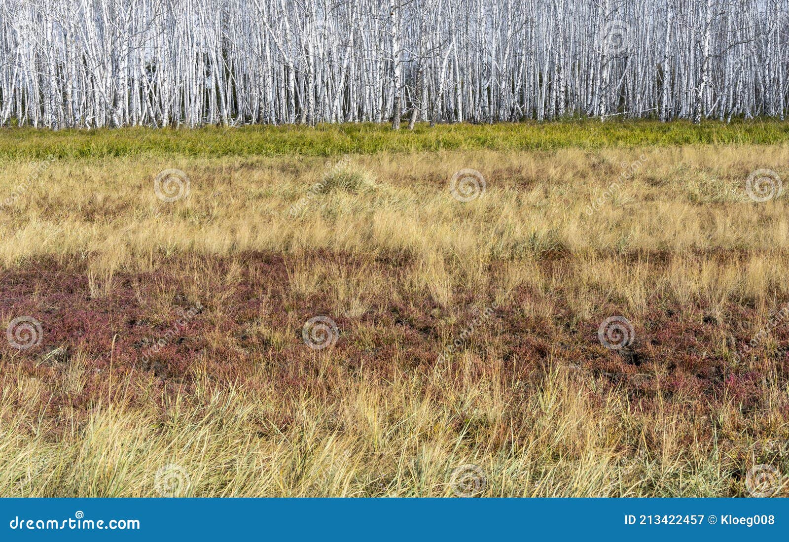 Horizontal Lines In Nature