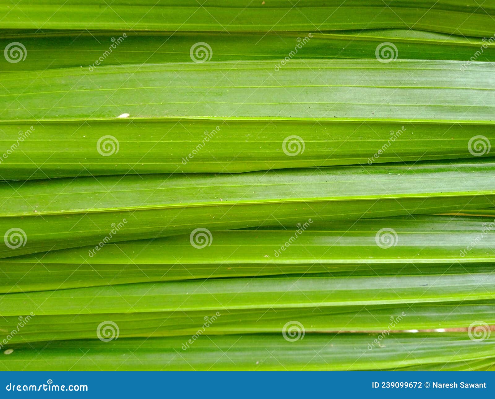 Horizontal Lines and Textures of Green Leaves. Stock Photo - Image of ...