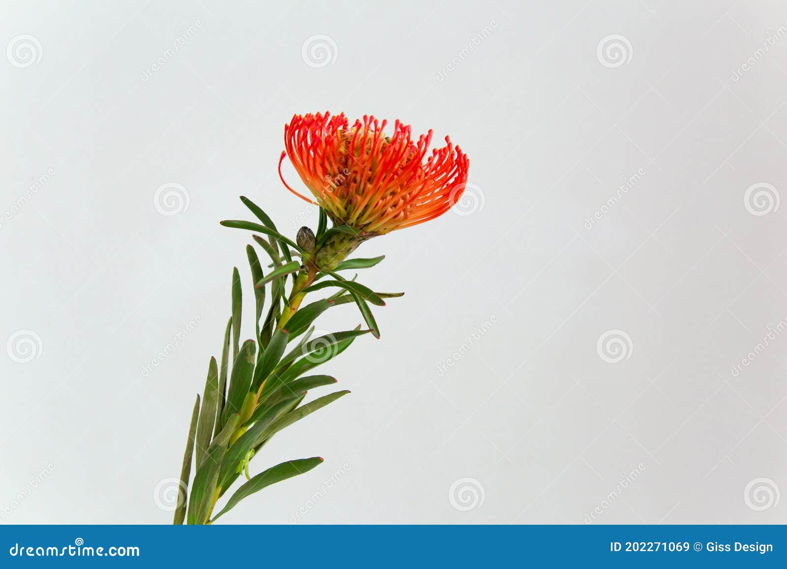 Single Coral Leucospermum on a White Background Stock Image - Image of ...