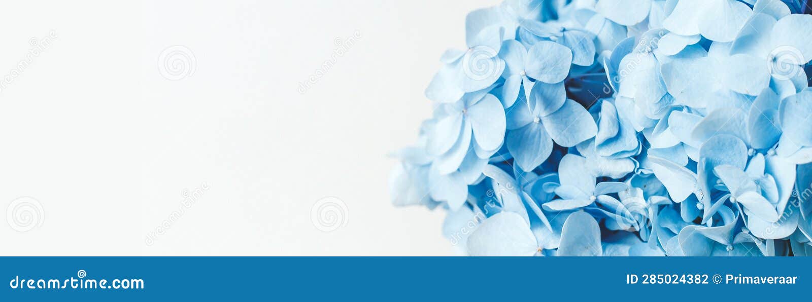 Horizontal Narrow Banner with Blue Hydrangea, Space for Text Stock ...