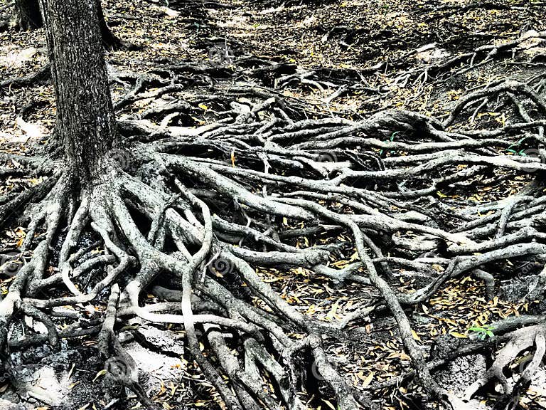 Horizontal Pattern of Tree Roots Covering the Ground Stock Image ...