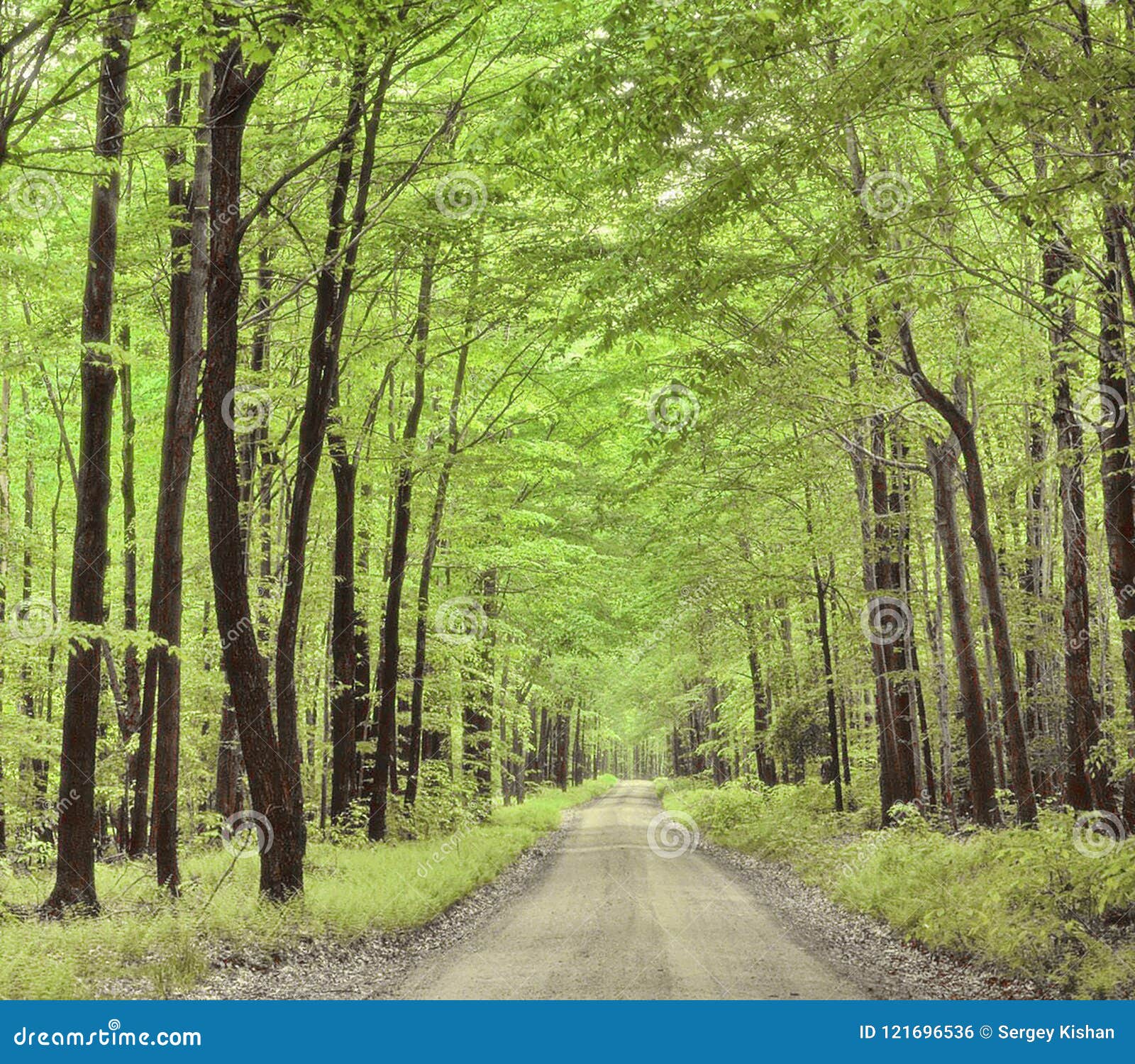 Horizontal Normal La Route Dans La Forêt D'été Photo stock - Image du ...