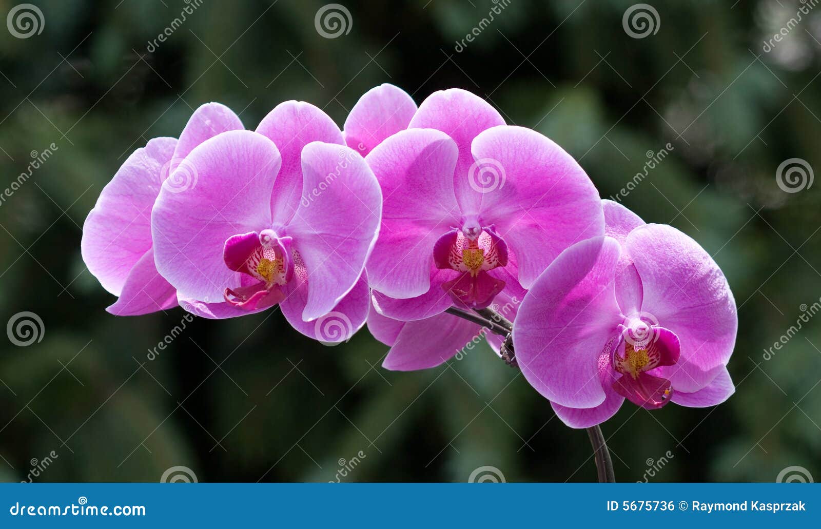 Horizontal Orchids Picture. Image: 5675736