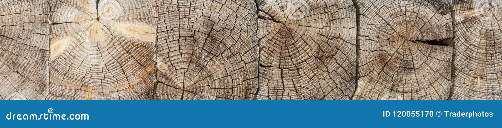 Horizontal Panorama of the Transverse Surface of Wooden Logs. Stock ...