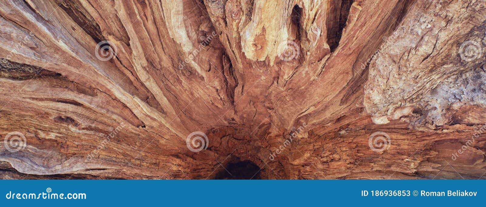 Horizontal Texture Of Oak Bark. Stock Image | CartoonDealer.com #186936853