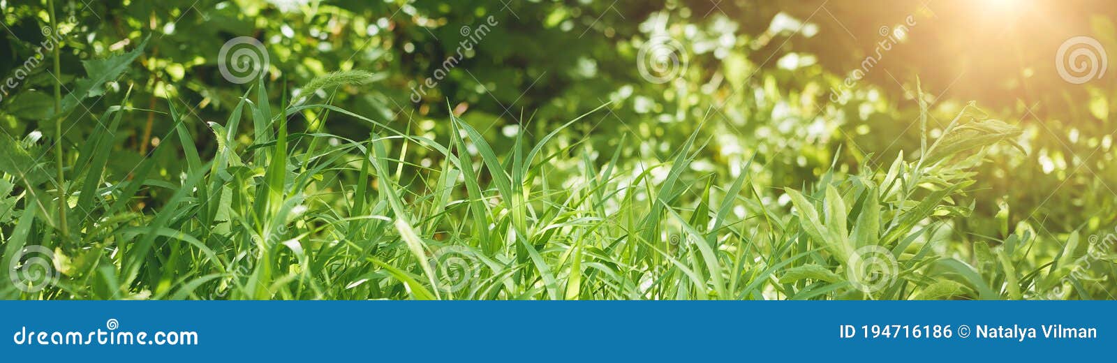 Horizontal Panoramic Natural Background. Green Grass Stock Photo ...