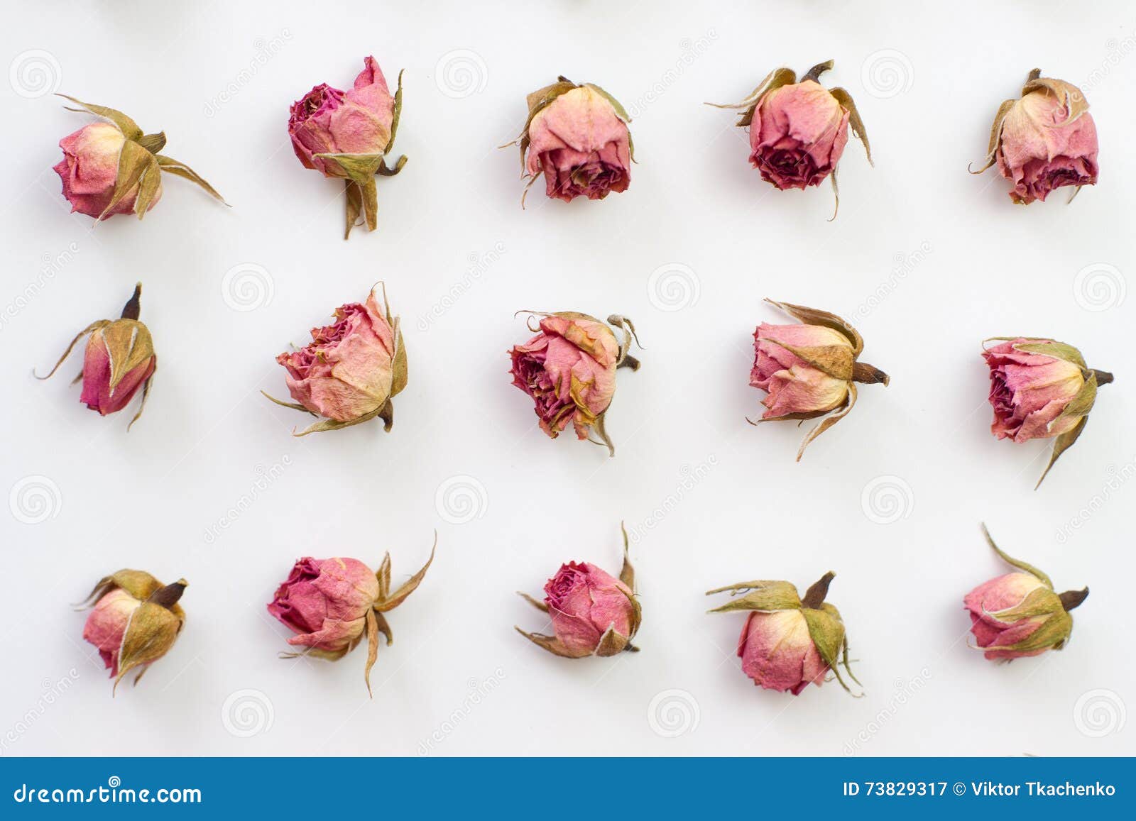 Horizontal Pattern with Pink Dry Roses on White Background. Flat Design ...