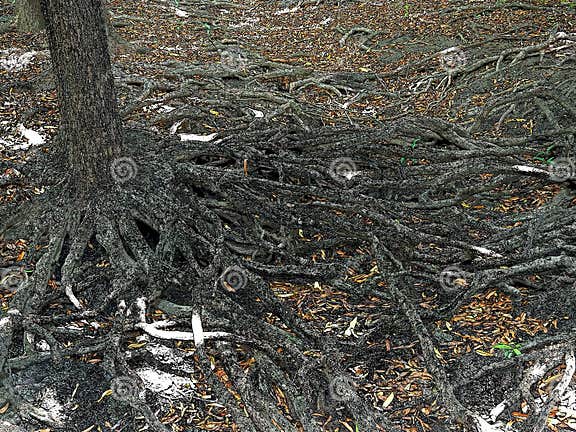 Horizontal Pattern of Tree Roots Covering the Ground Stock Image ...