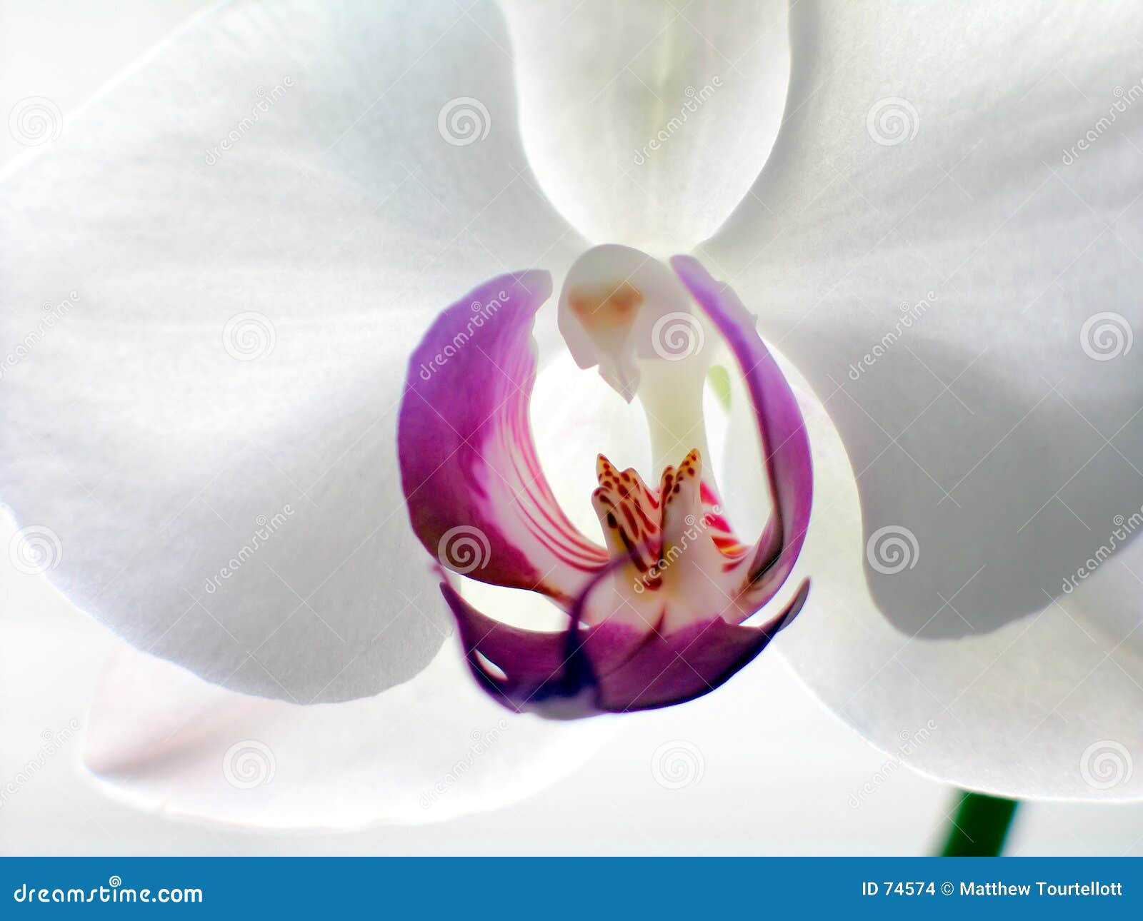Horizontal Phalaenopsis Orchid Stock Photo - Image of macro, focus: 74574