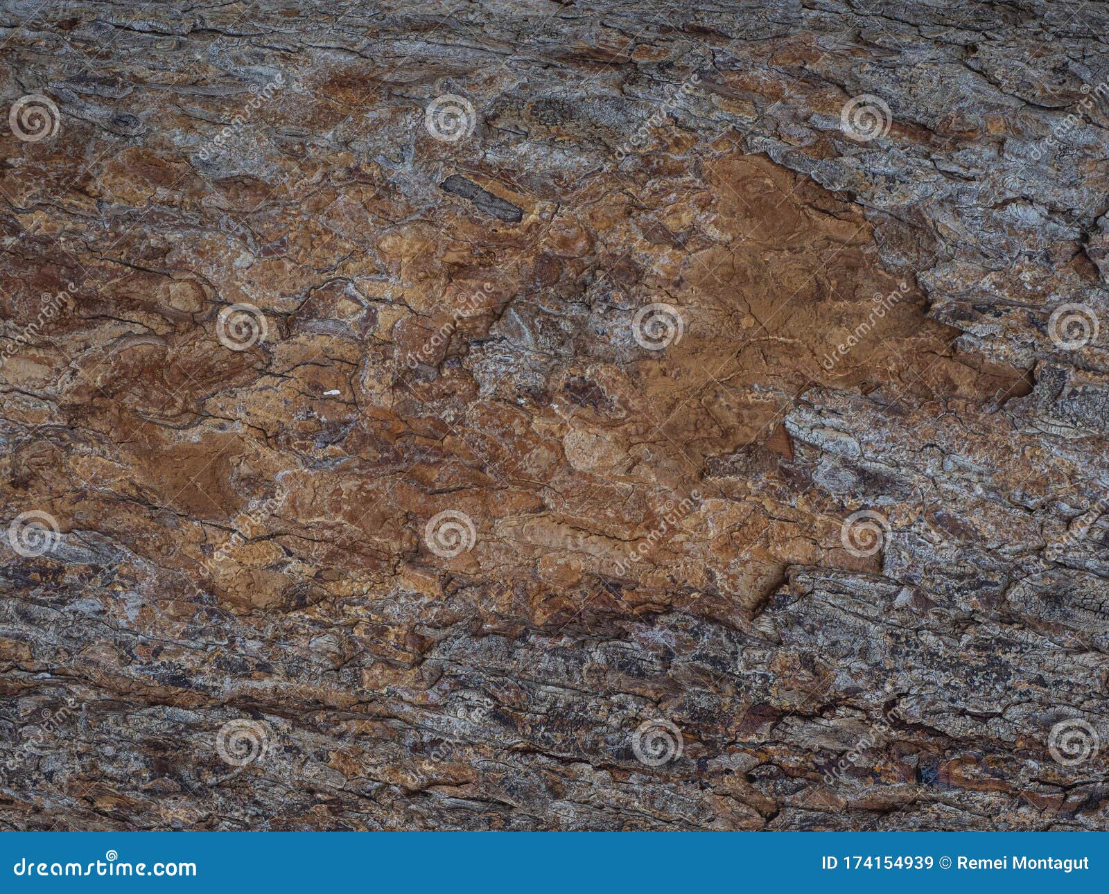 Horizontal Photo of Brown Bark Textures Stock Image - Image of ...