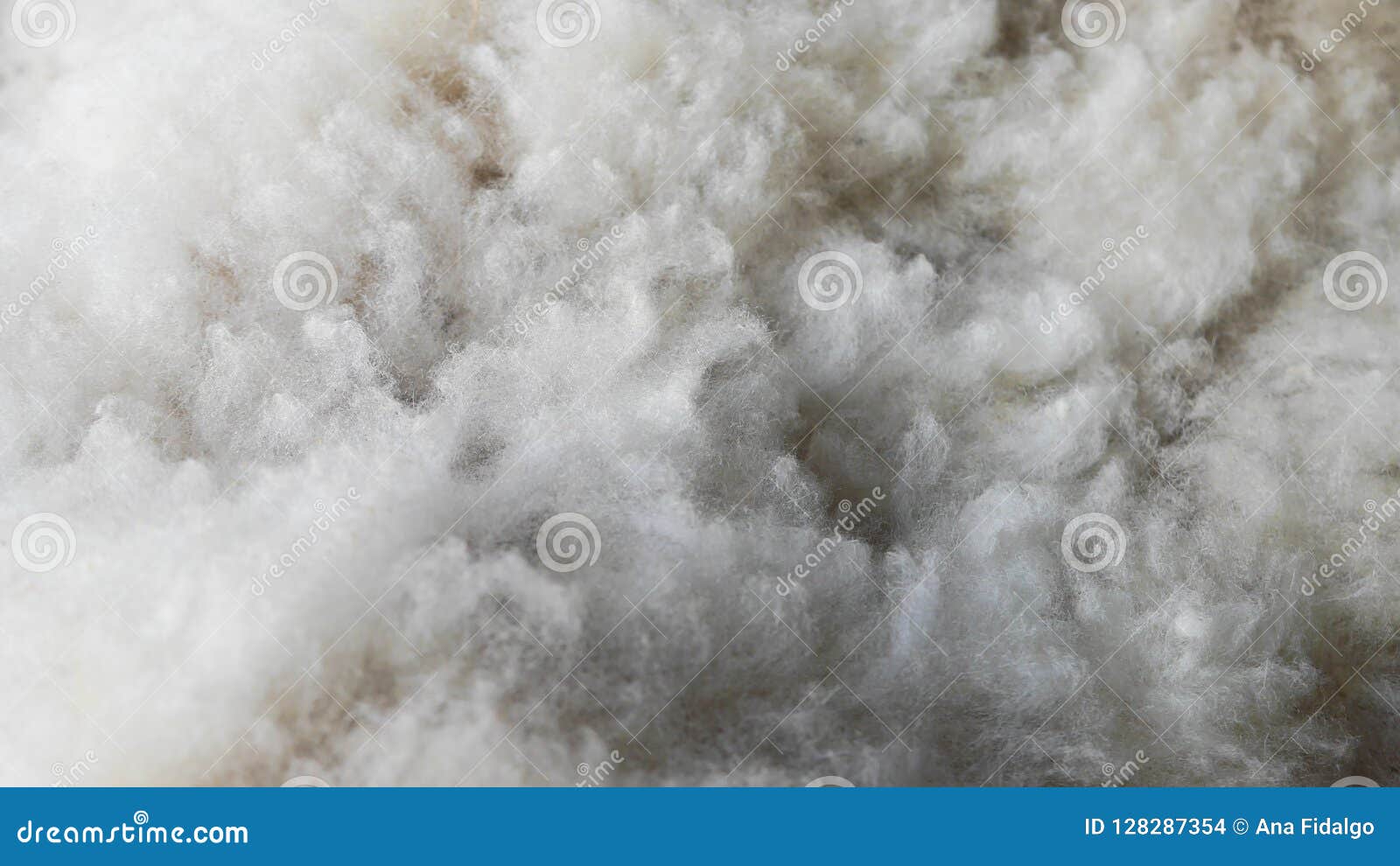 Fuzzy and White Pure Sheep Wool. Beautiful Texture that Looks Like ... Fuzzy and White Pure Sheep Wool. Beautiful Texture that Looks Like ...