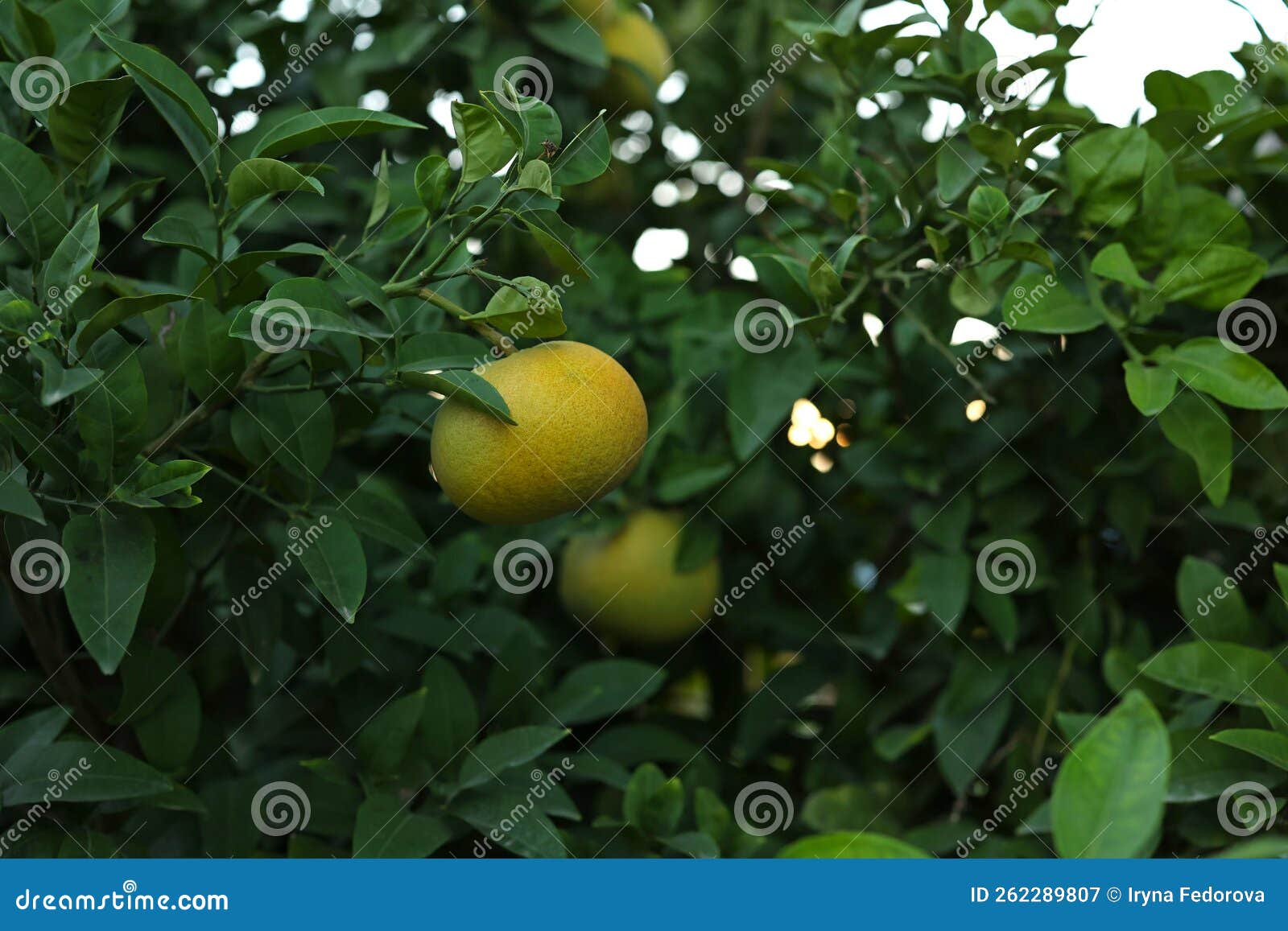 Horizontal Photo of a Grapefruit on a Tree Stock Image - Image of juice ...
