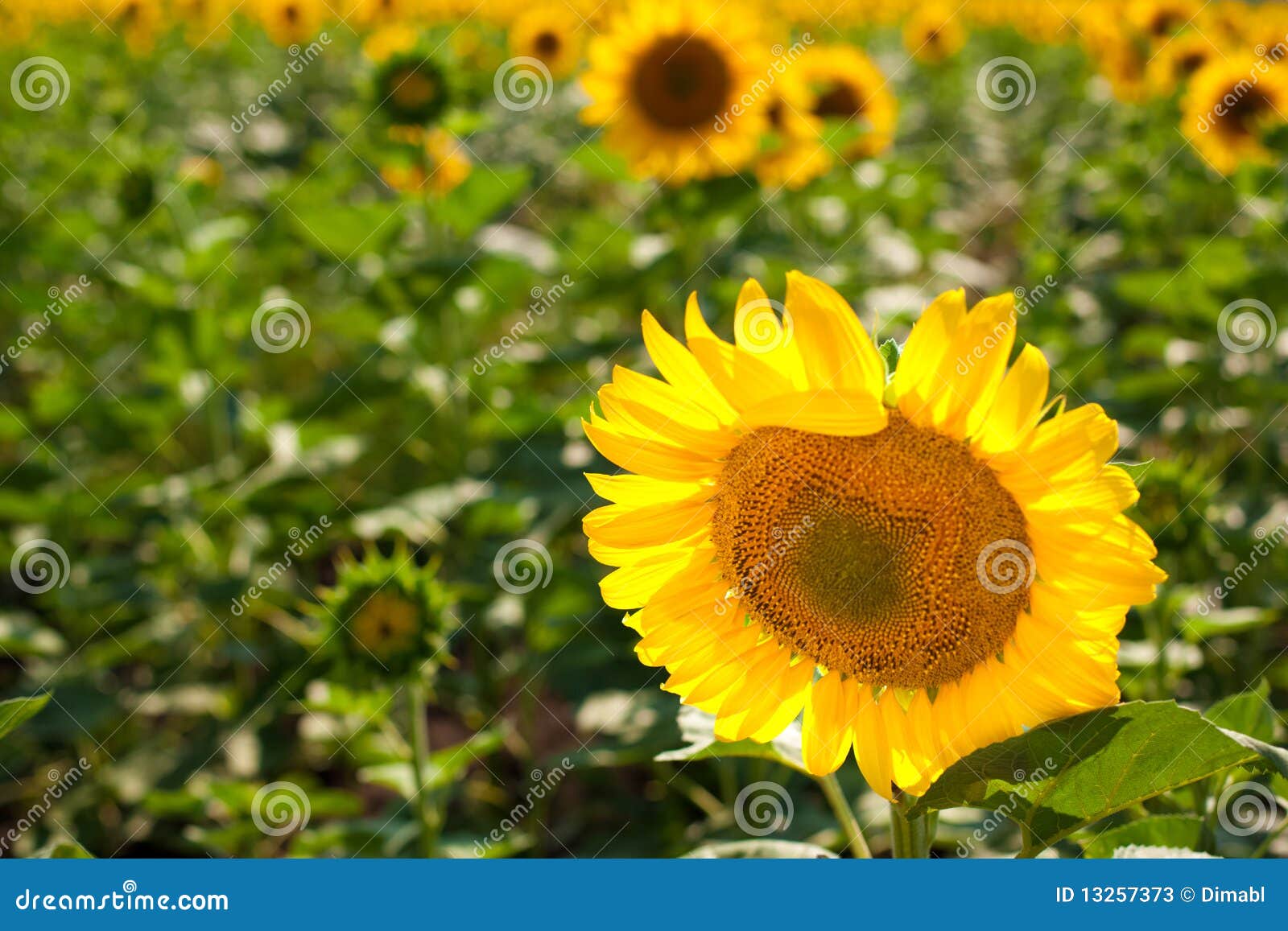 Horizontal Photo of a Sunflower Field. Stock Image - Image of golden ...