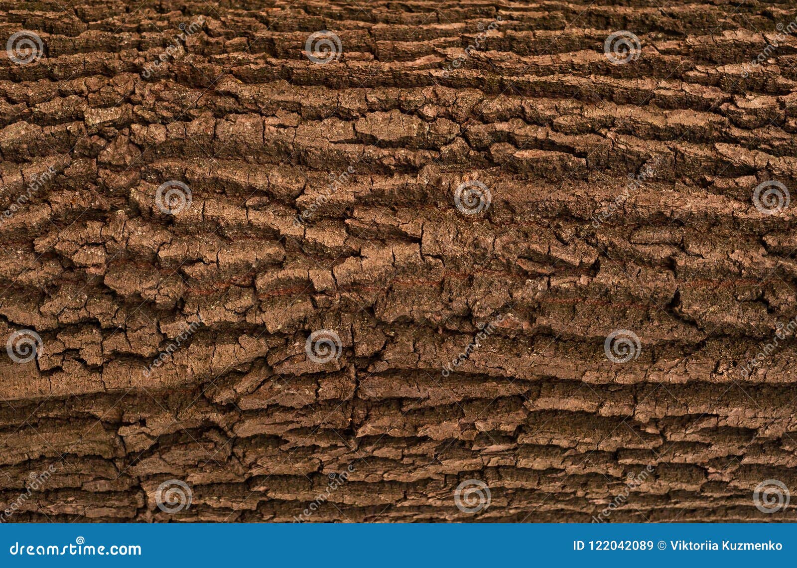 Relief Texture of the Brown Bark of a Tree with Green Moss on it. Stock ...