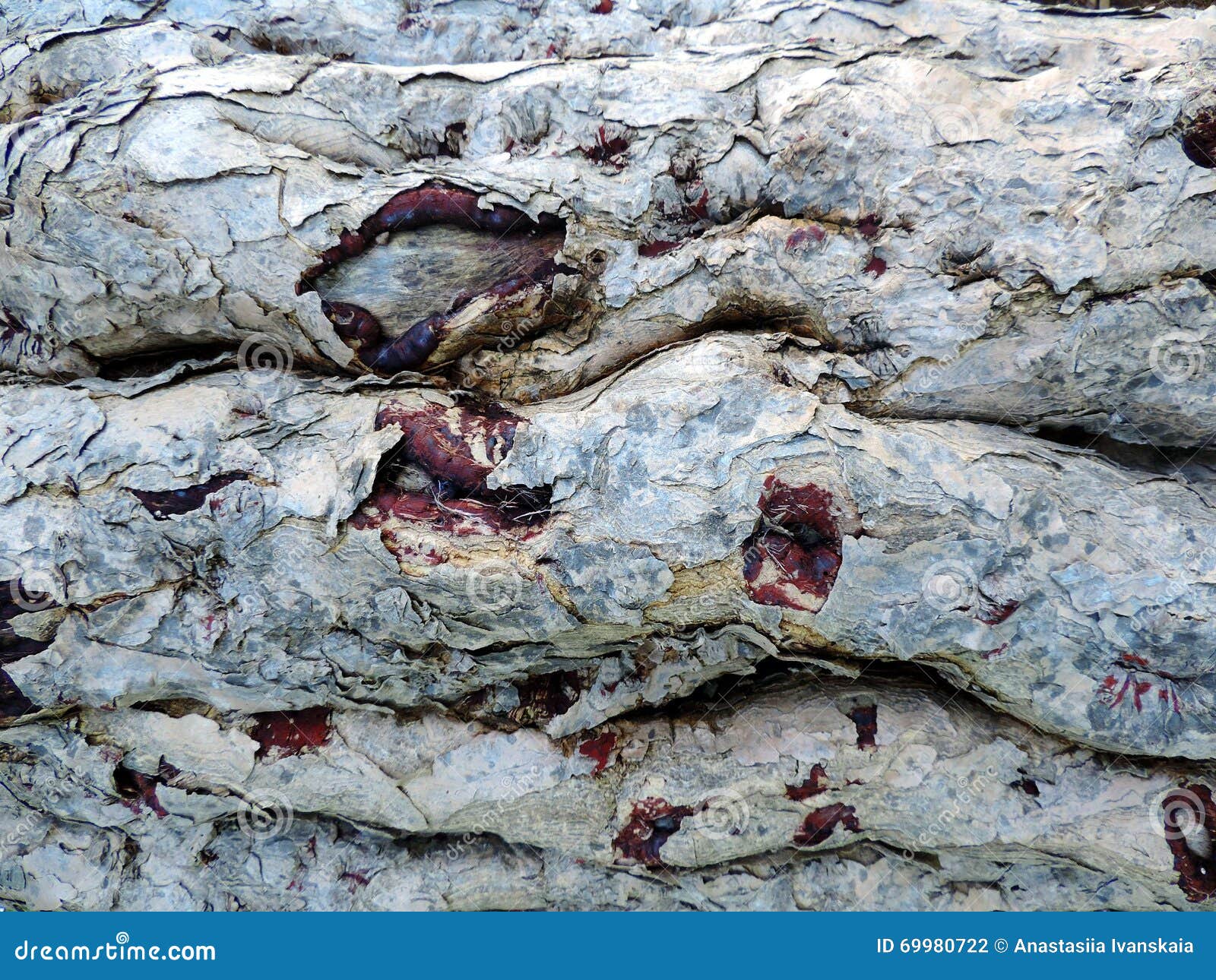 Horizontal Photo of Tree Bark Texture Stock Photo - Image of pattern ...