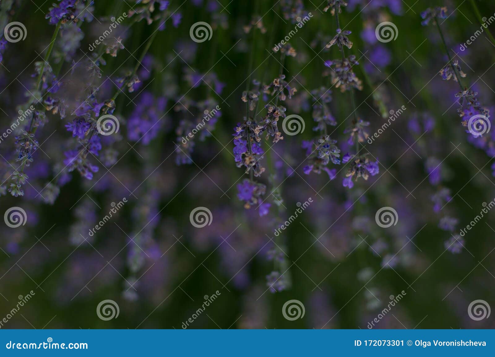 Horizontal Photo of an Upside Down Flowering Lavender Stock Image ...