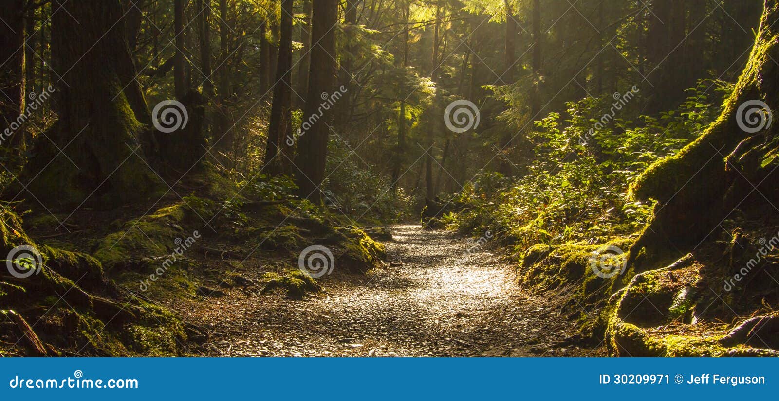 Rainforest Path stock image. Image of nature, flora, green - 30209971