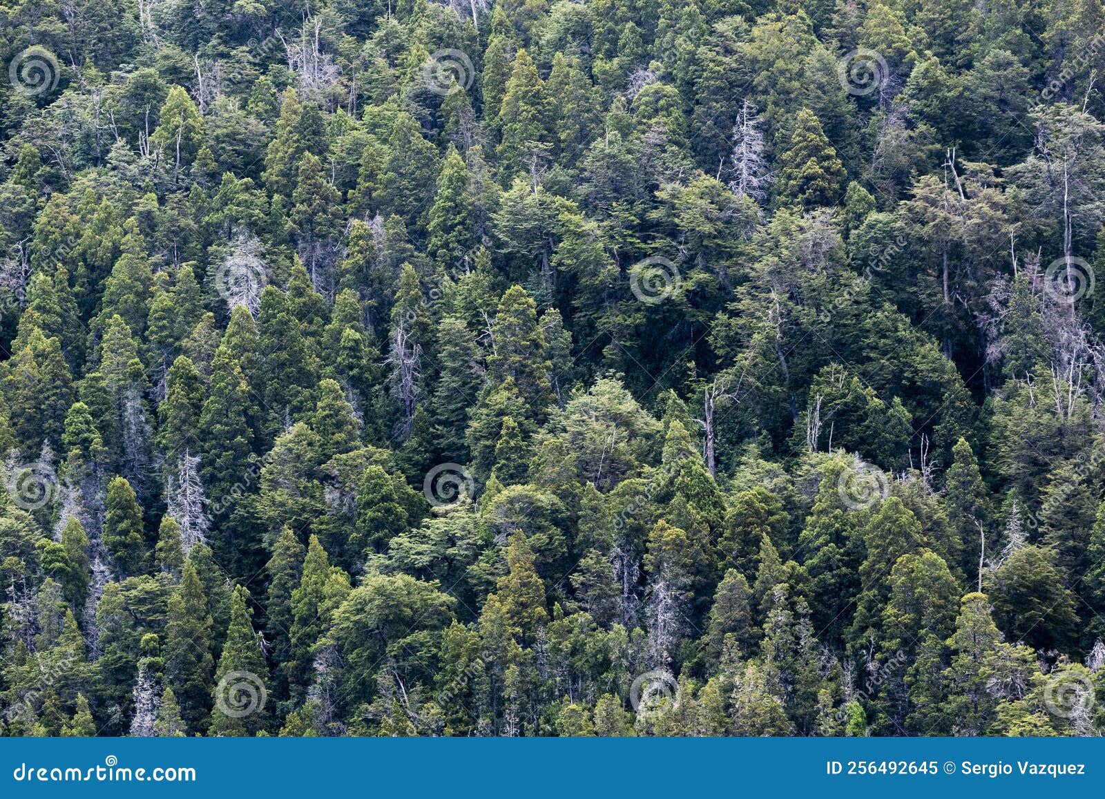 Horizontal Pine Trees Forest As Texture Stock Image - Image of trees ...