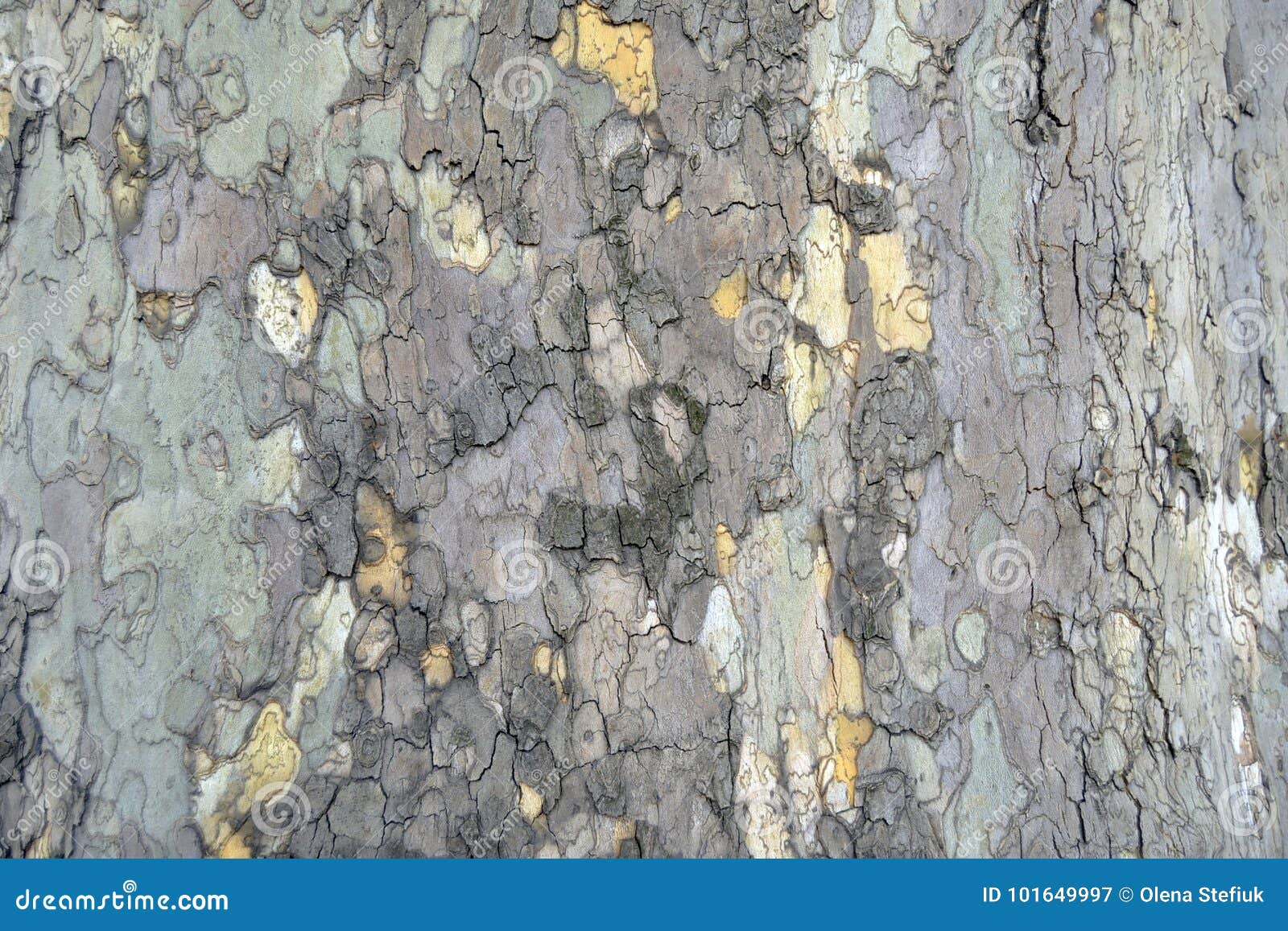 Horizontal Platanus Tree Bark Texture Stock Image - Image of hardwood ...