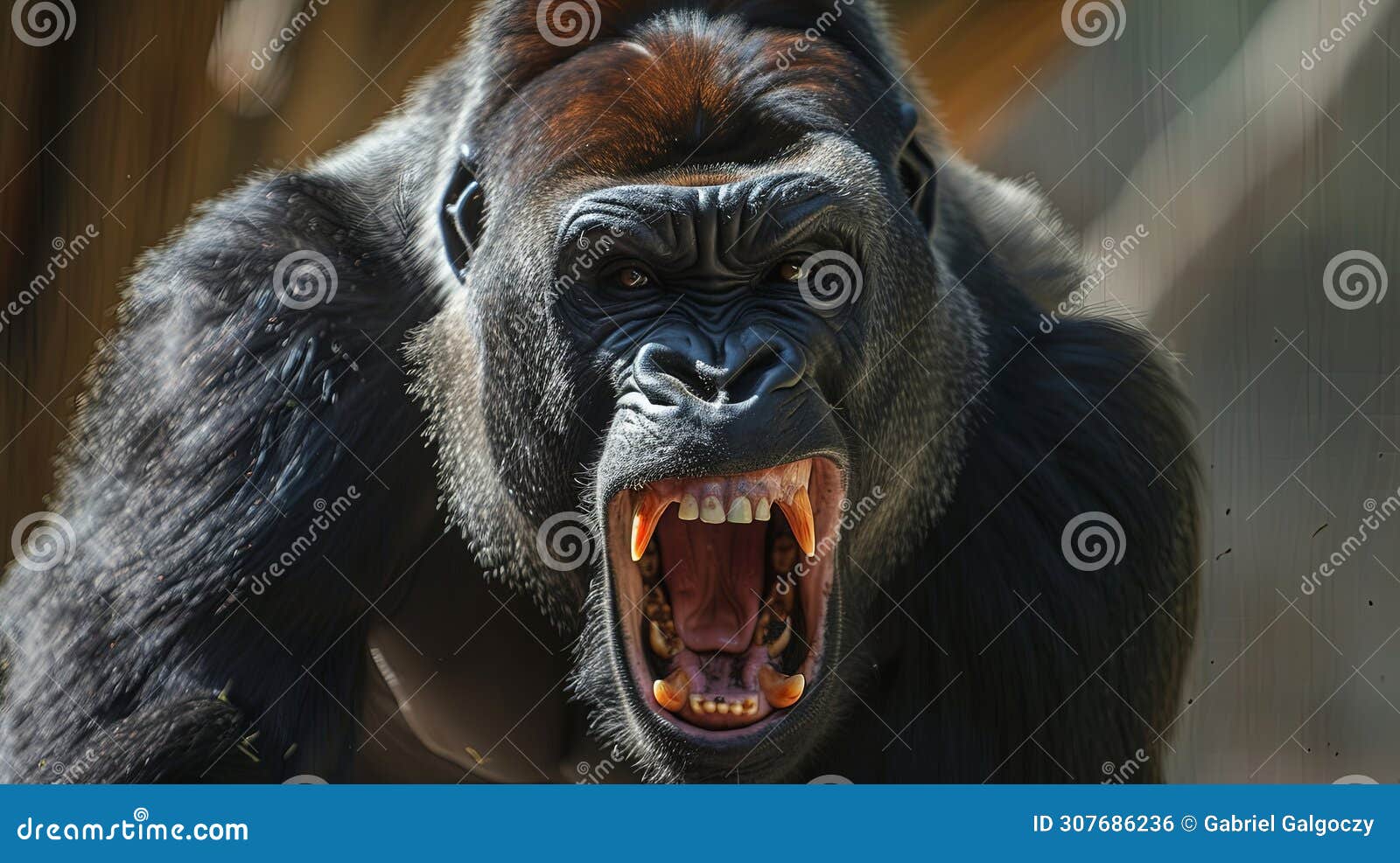 Closeup Portrait of Angry Silverback Gorilla Stock Illustration ...