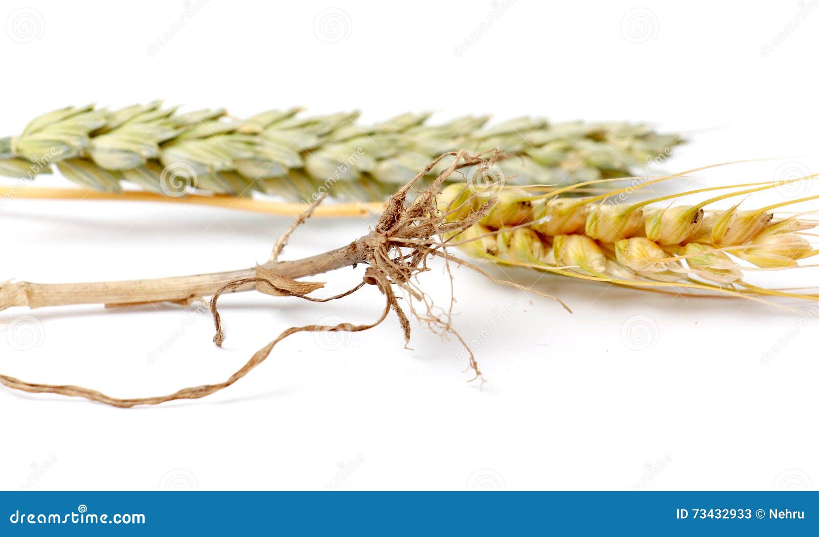 Horizontal Ripe and Unripe Wheat Ears and Roots Stock Image - Image of ...