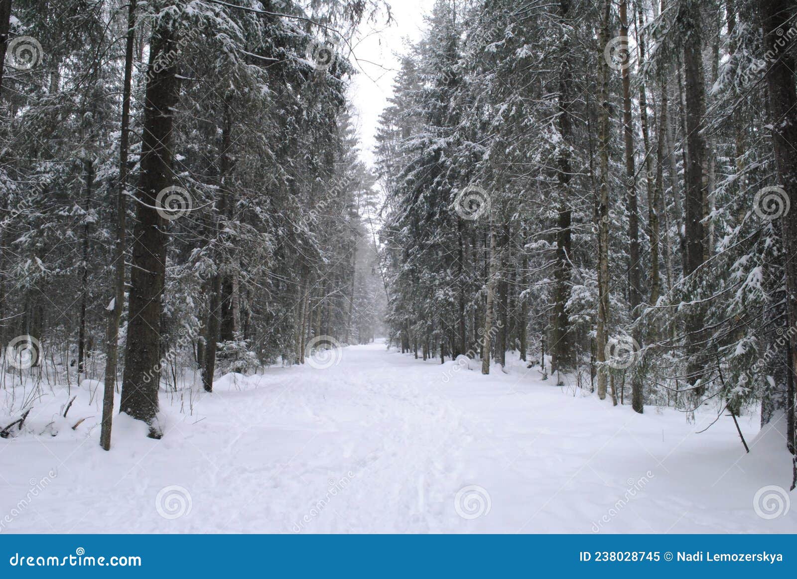 Horizontal Road Forest Winter Snow Fog Trees Perspective Stock Image ...