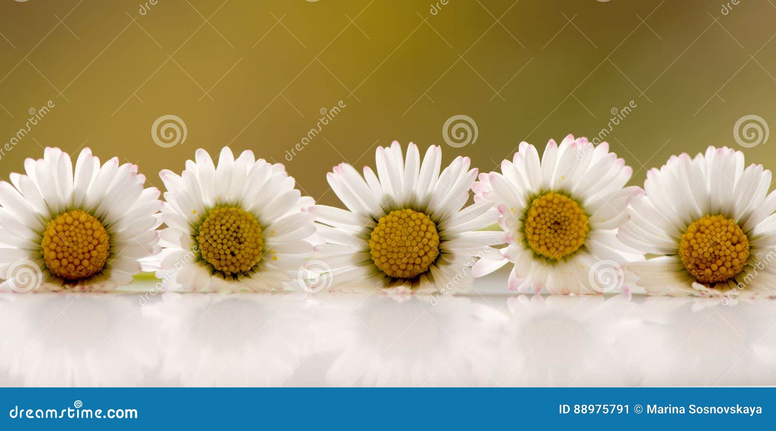 Horizontal Row of Daisies. Panoramic View Stock Image - Image of garden ...