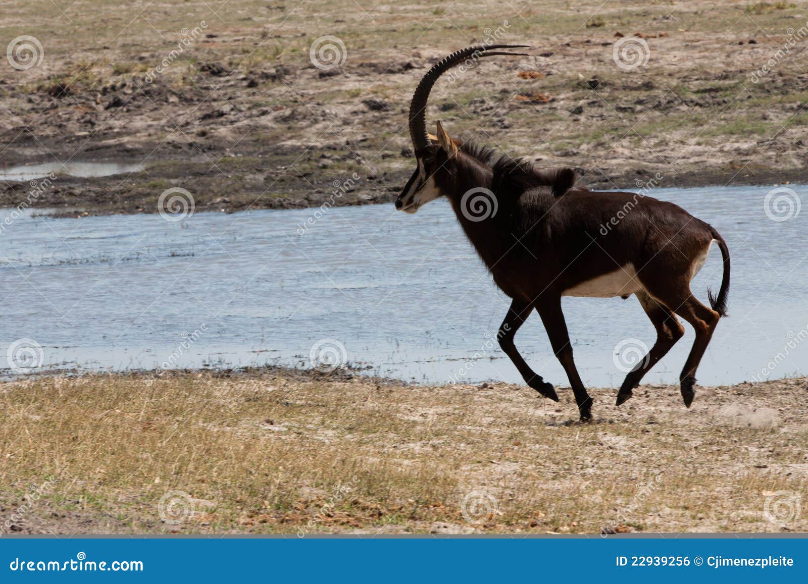 Sable Antelope Running