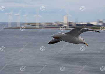 Horizontal Seagull and Wind Turbine Generators Stock Photo - Image of ...
