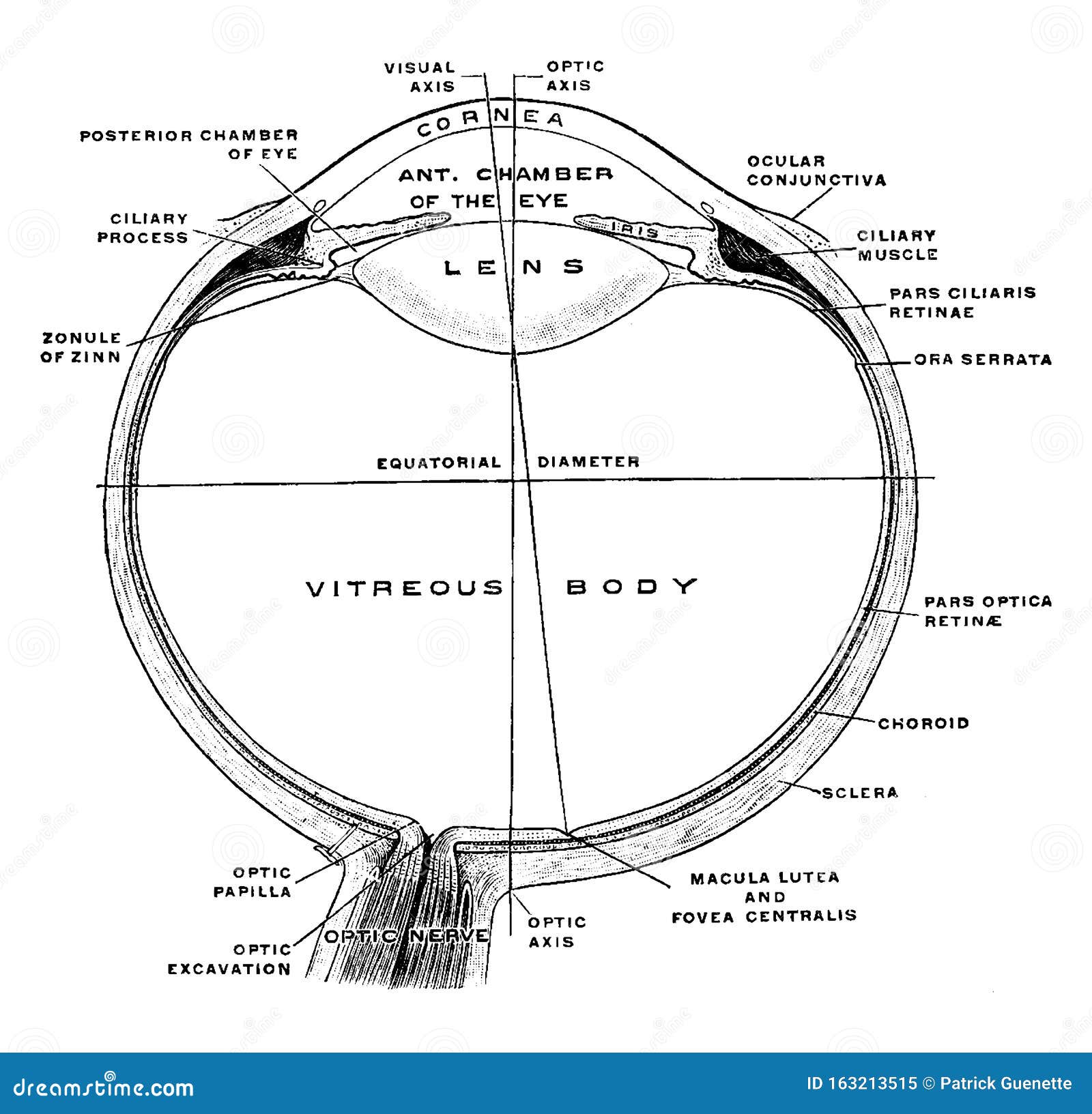Horizontal Section of Eye, Vintage Illustration Stock Vector ...