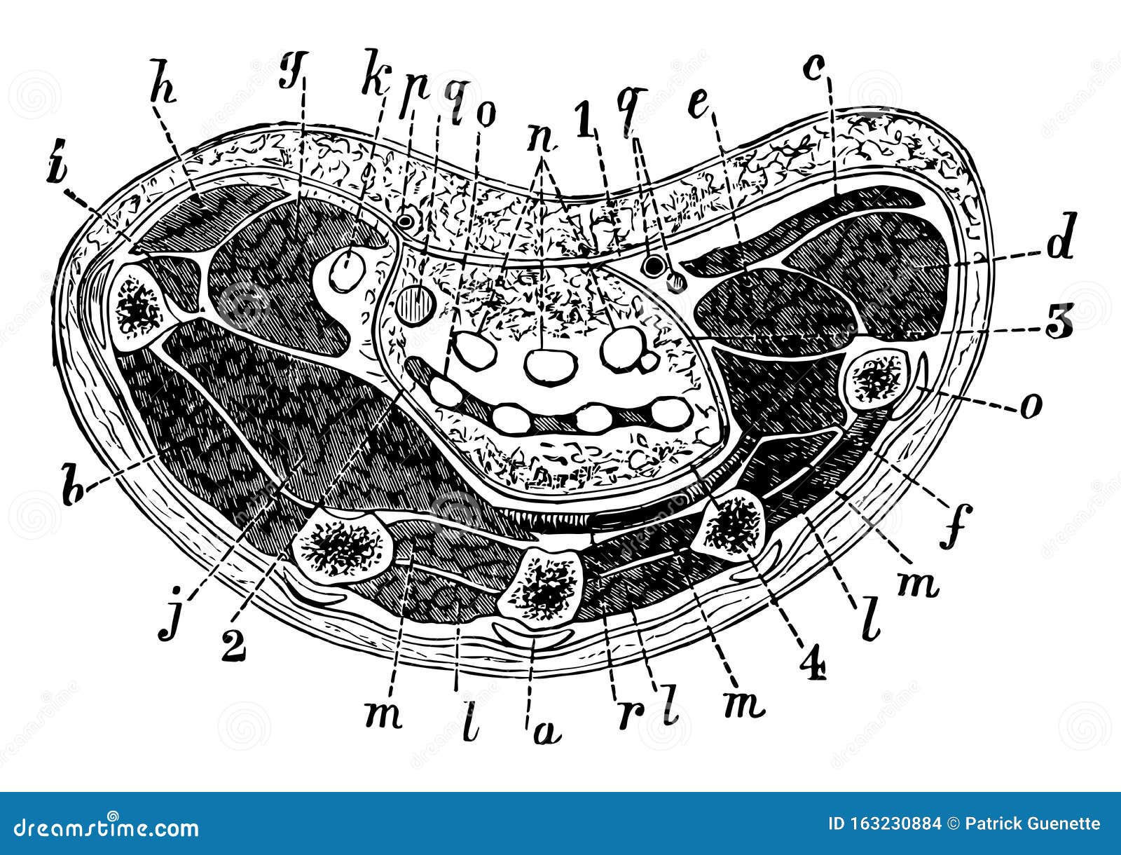 Horizontal Section of the Hand, Vintage Illustration Stock Vector ...