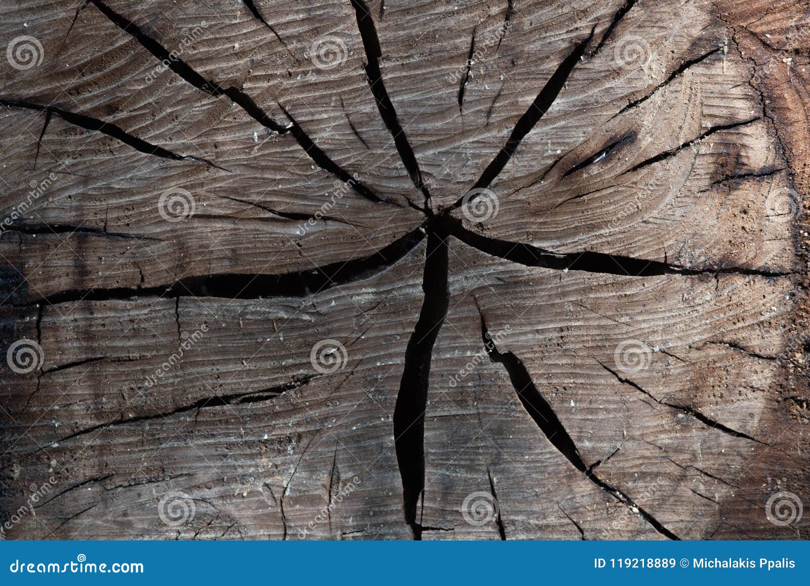 Horizontal Section of a Tree Trunk. Stock Image - Image of tree ...