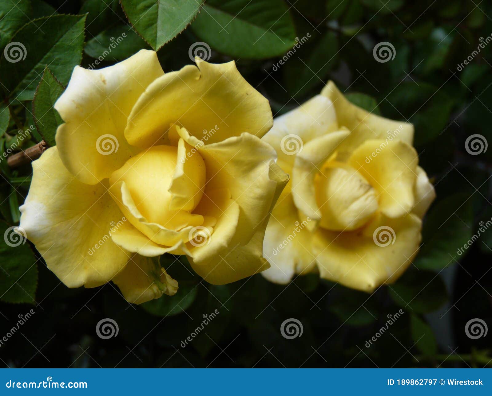 Horizontal Shot of Beautiful Yellow Roses on a Greenery Background ...