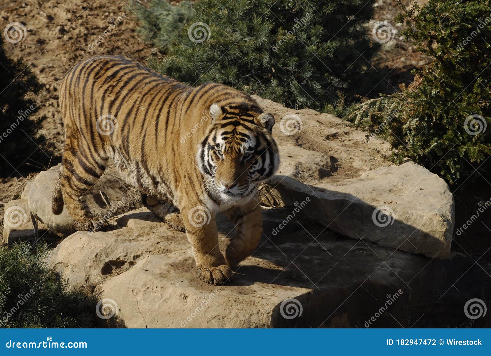 Horizontal Shot of a Bengal Tiger Standing on a Rock Stock Photo ...