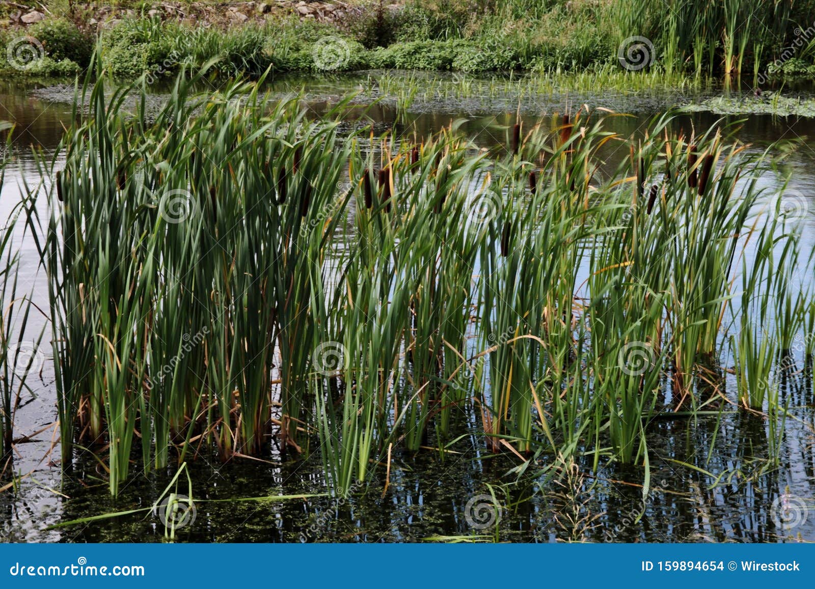 Horizontal Shot of Bulrushes, Cattails Growing in a Swamp Stock Photo ...